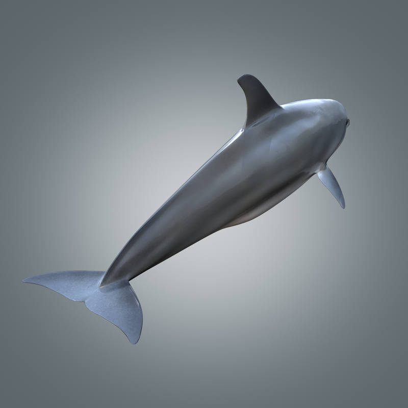 3d model of realistic dolphin