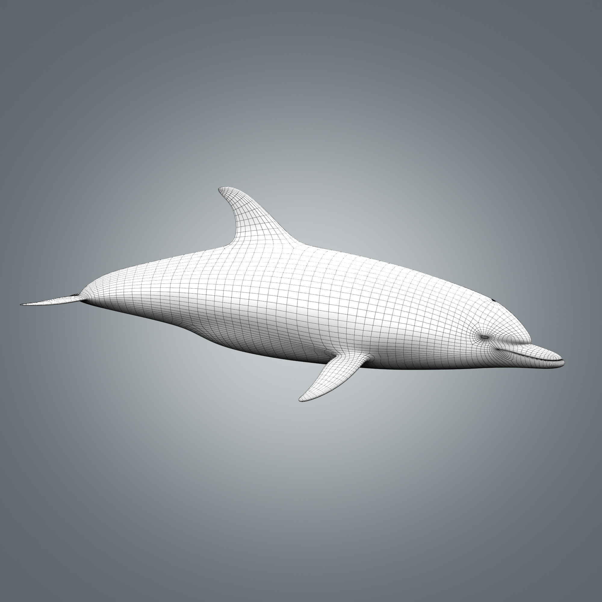 3d model of realistic dolphin