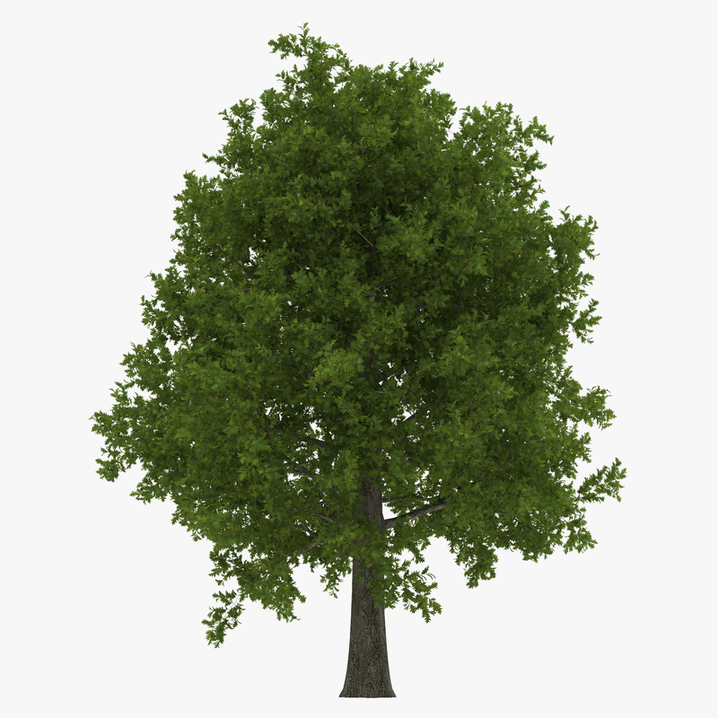 3d red oak tree summer