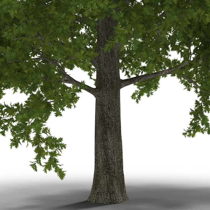 3d red oak tree summer