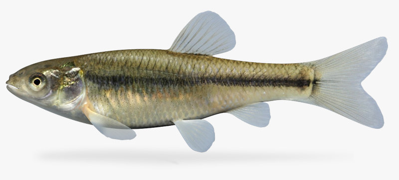 3d pimephales promelas fathead minnow model