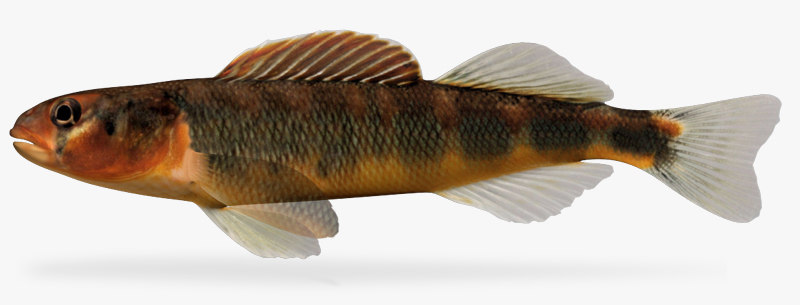 Gilt darter - Alchetron, The Free Social Encyclopedia