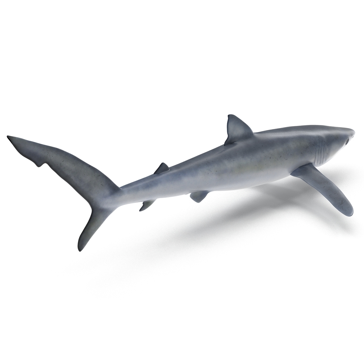 3d blue shark model