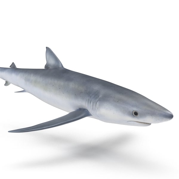 3d blue shark model