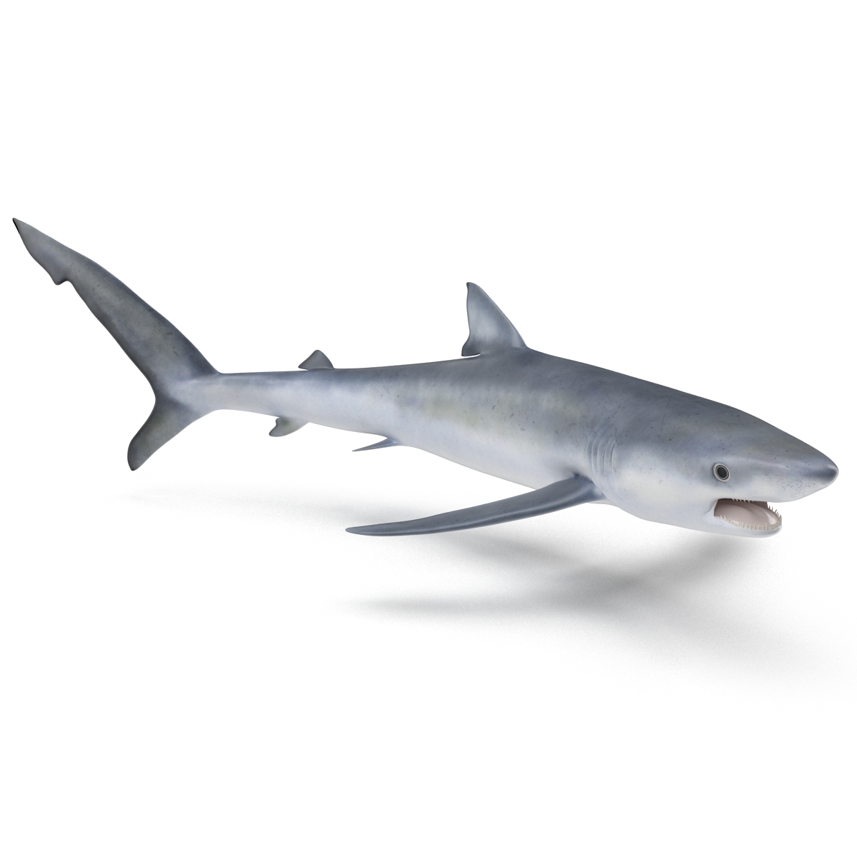 max blue shark rigged