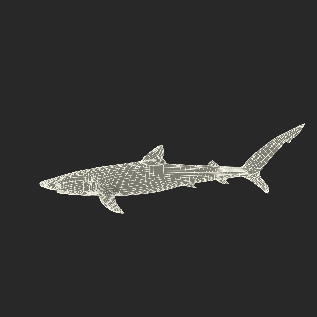 3d blue shark model
