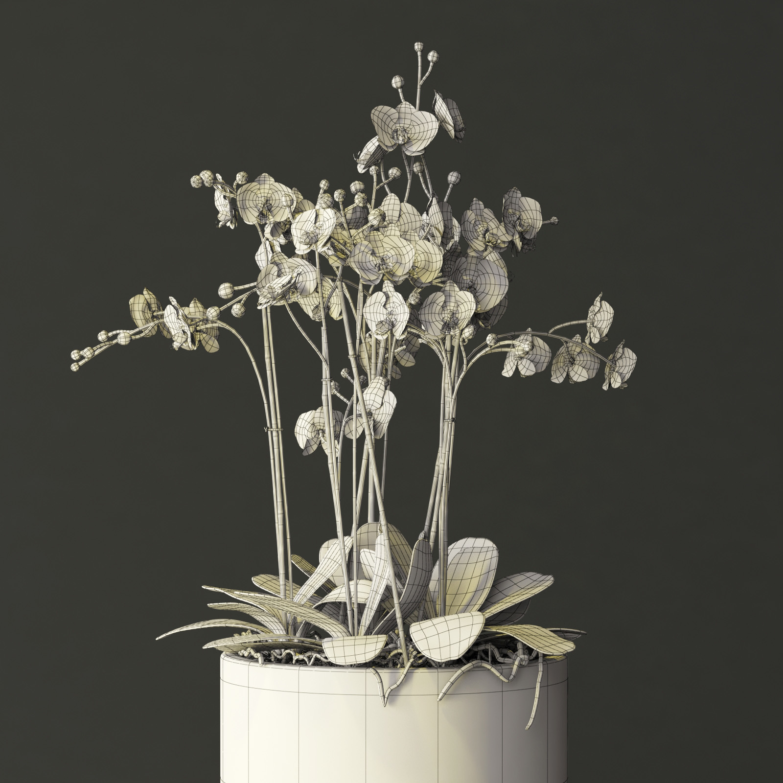 3d orchid