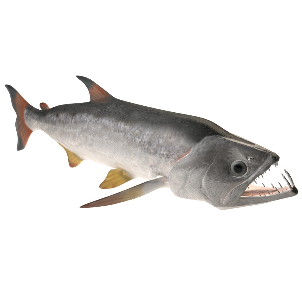 3d model of red tail paraya