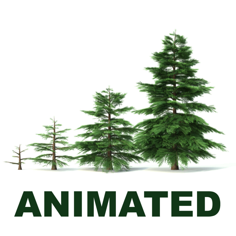 fir tree animation 3d c4d