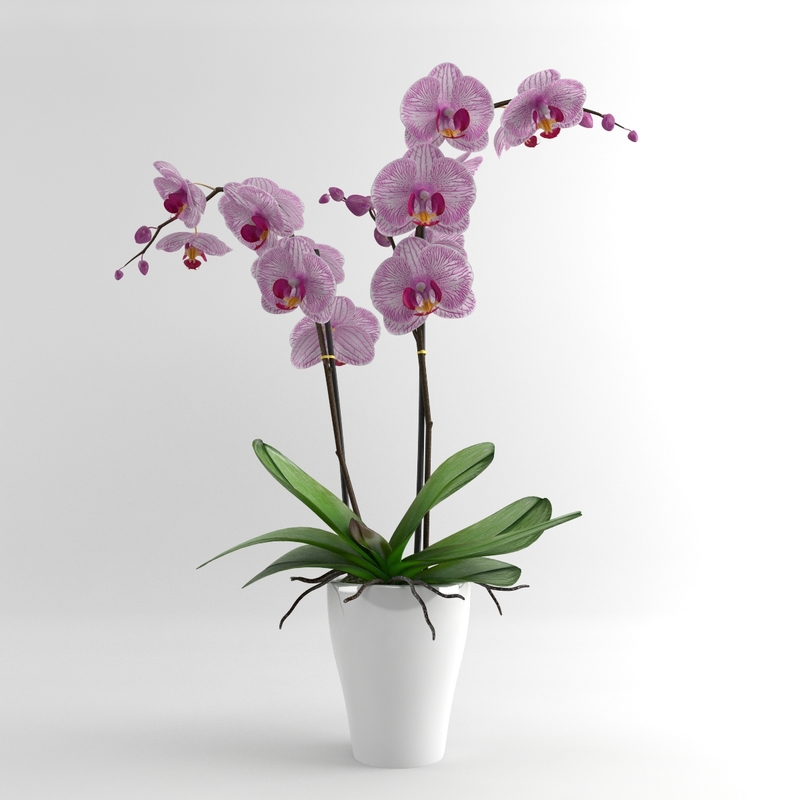 3d model orchid