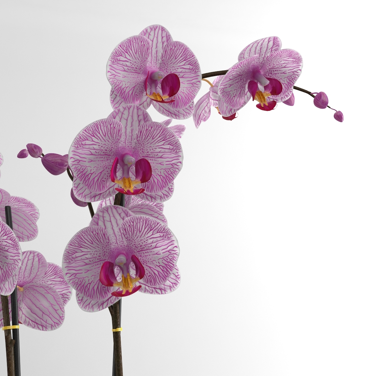 3d model orchid