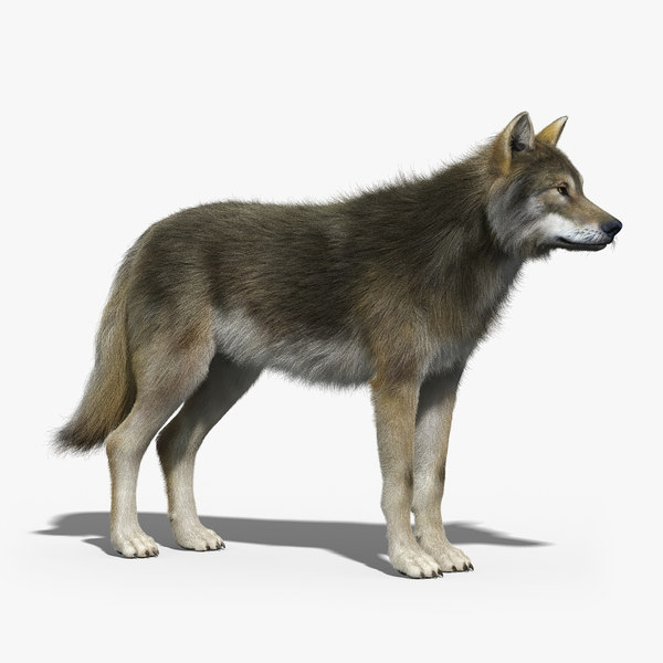 Free 3D Wolf Models | TurboSquid