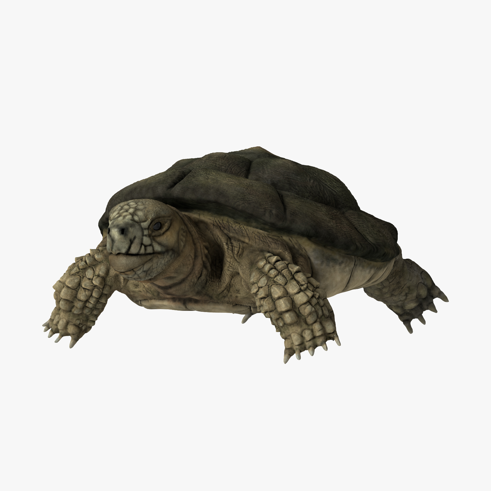 3d model turtle