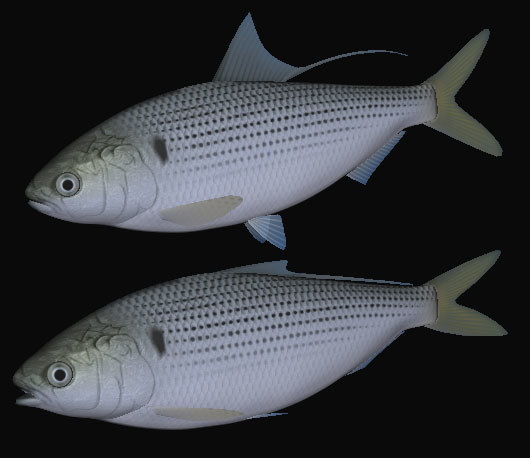 3d model of konosirus punctatus swimming