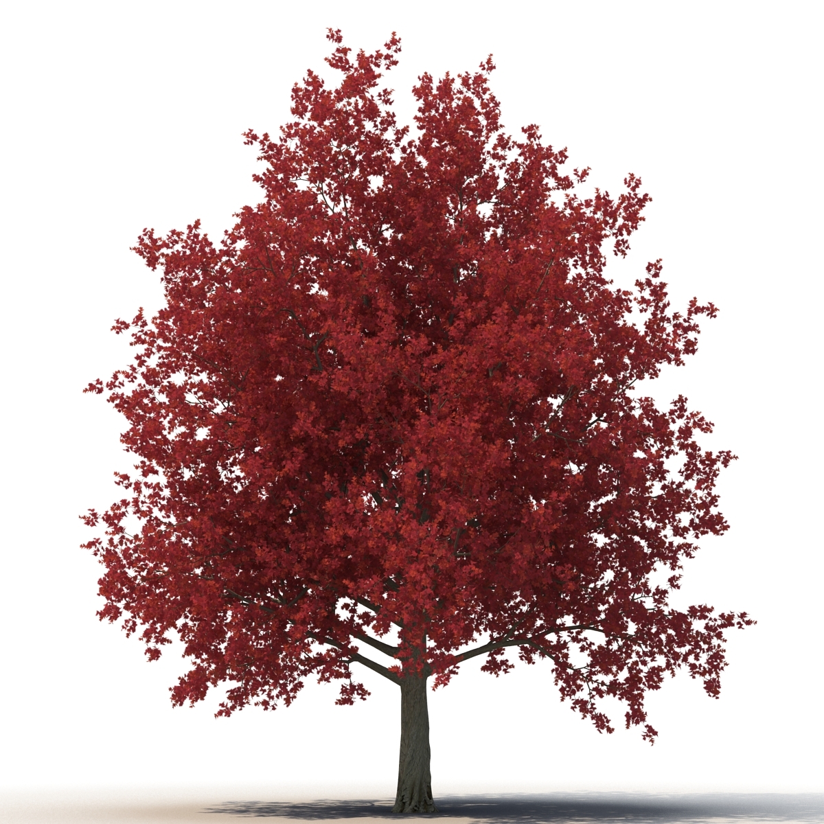 3d autumn red maple trees