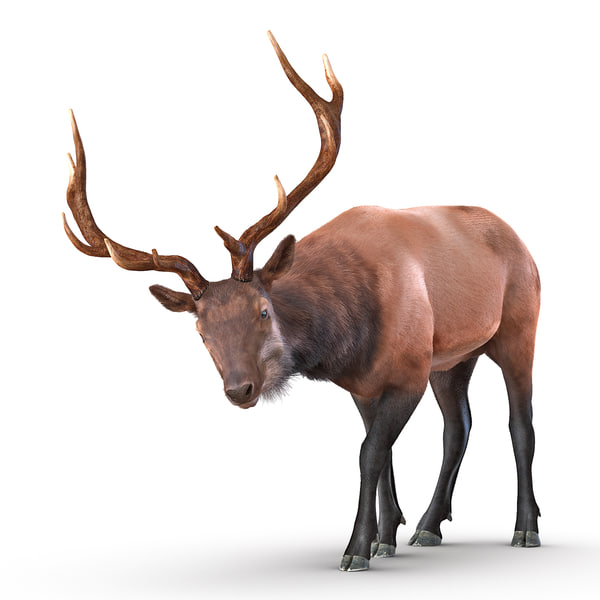 elk rigged fur 3d max