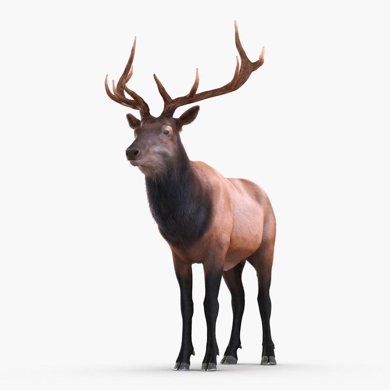 elk rigged fur 3d max