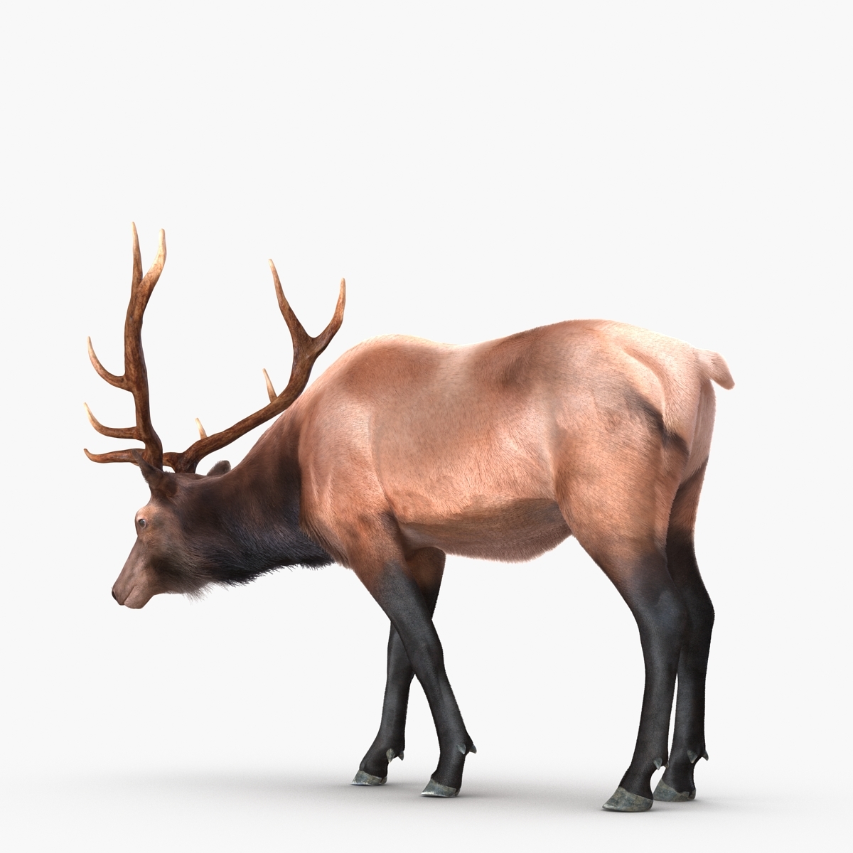 elk rigged fur 3d max