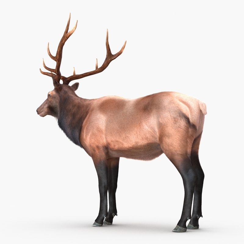 elk rigged fur 3d max