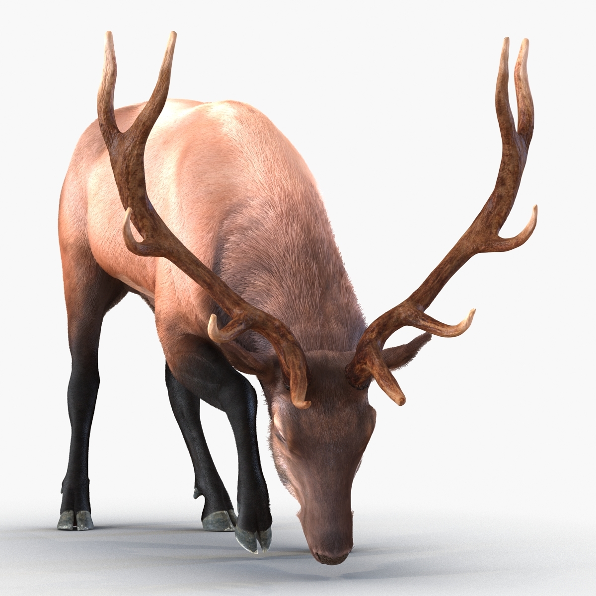 elk rigged fur 3d max