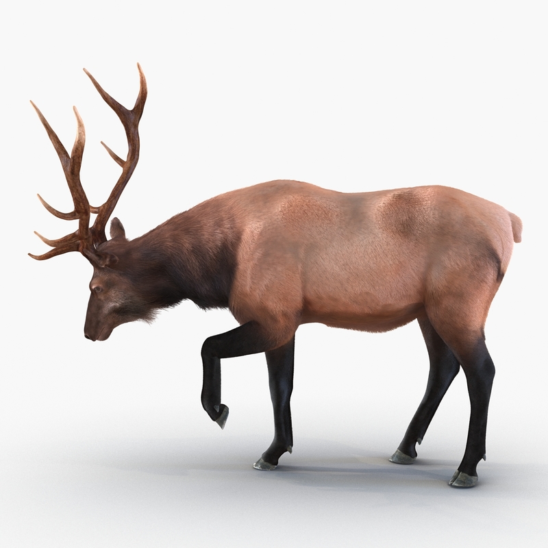 elk rigged fur 3d max