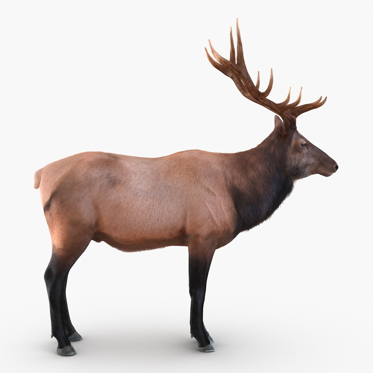elk rigged fur 3d max