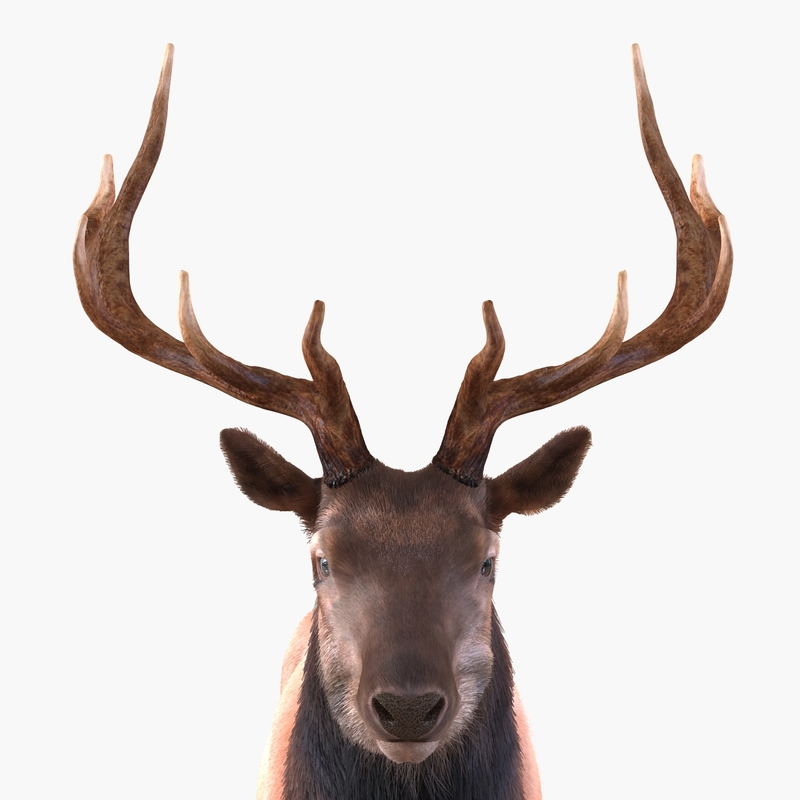 elk rigged fur 3d max