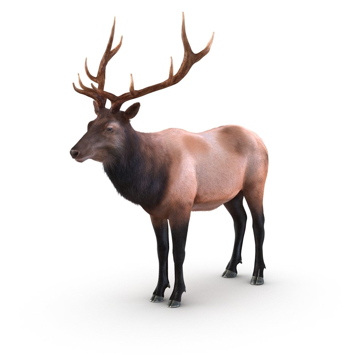 elk rigged fur 3d max