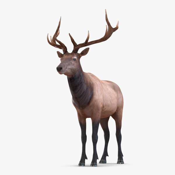 Free 3D Deer Models | TurboSquid