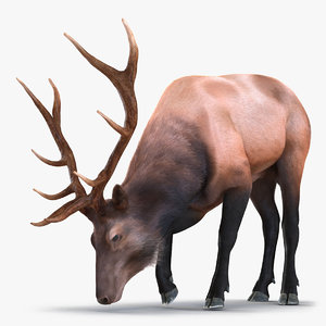 Elk 3D Models for Download | TurboSquid