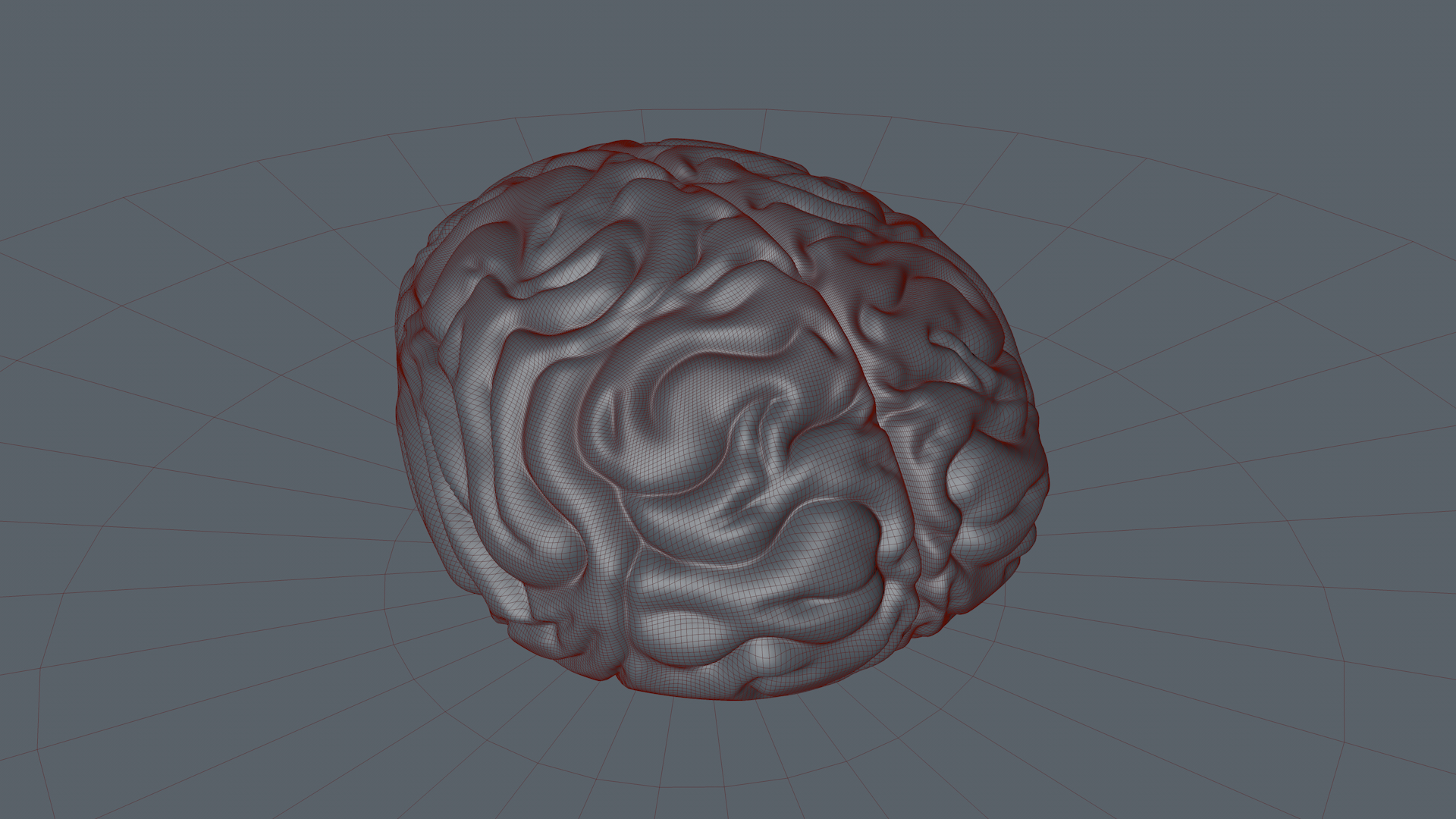 3d model brain