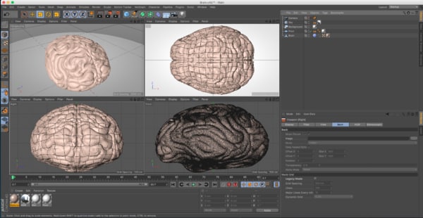 3d model brain