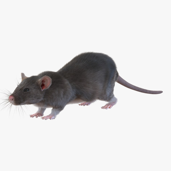 Free 3D Rat Models | TurboSquid