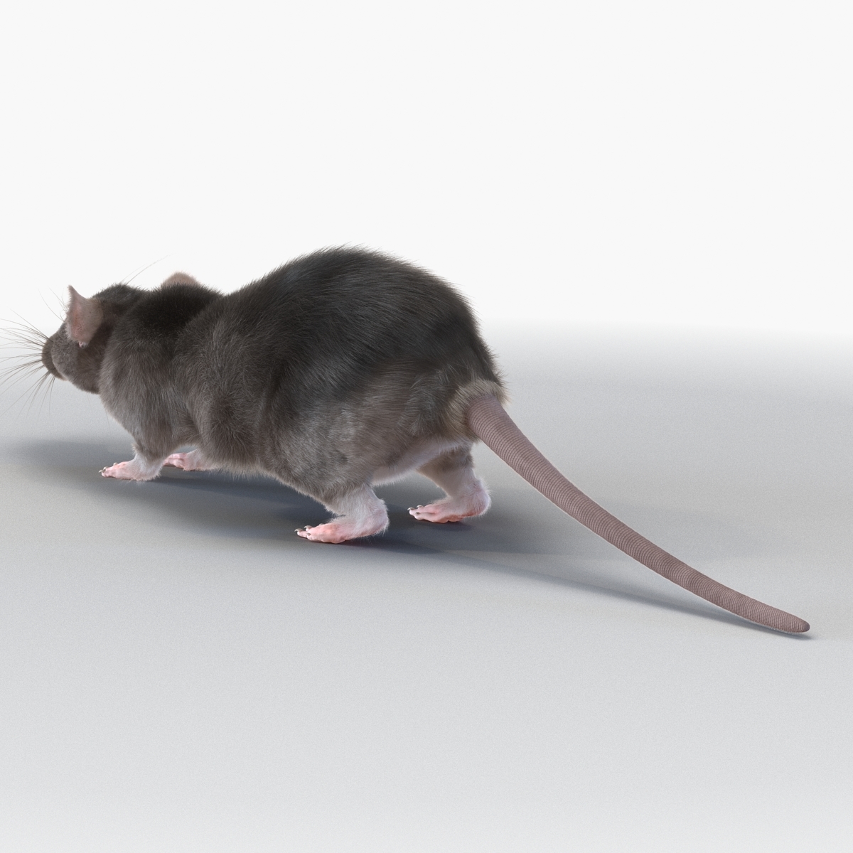 3d model of rat fur