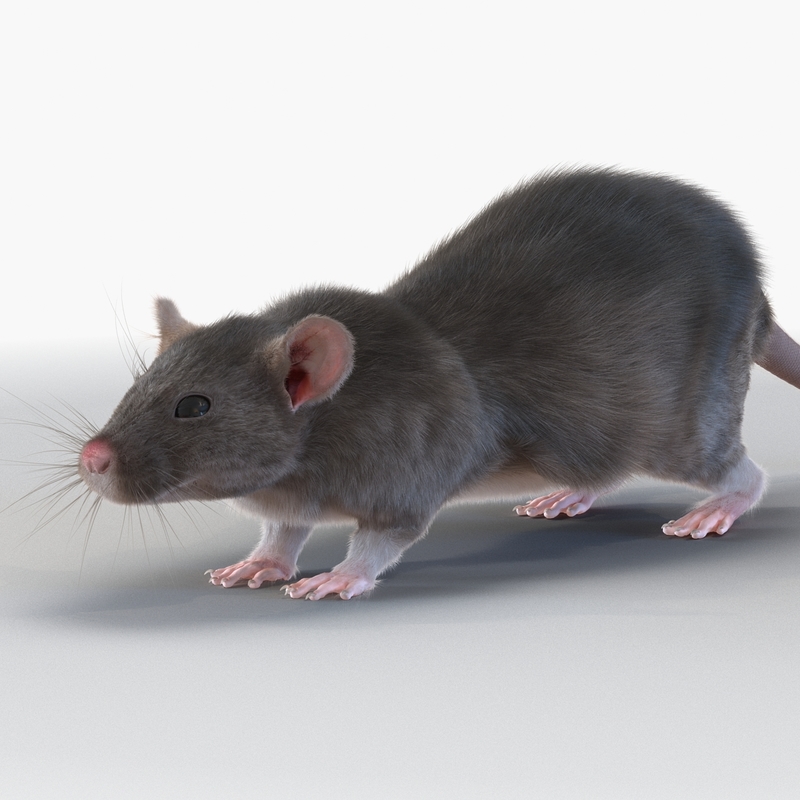 3d model of rat fur