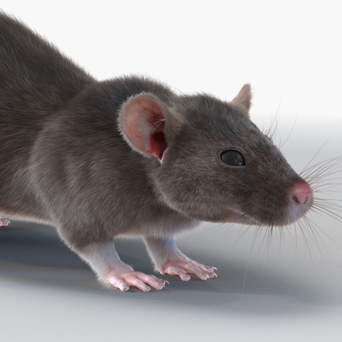 3d model of rat fur