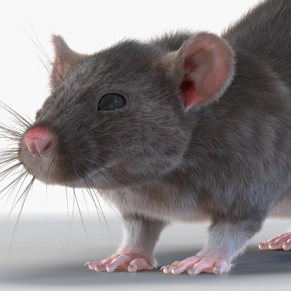 3d model of rat fur
