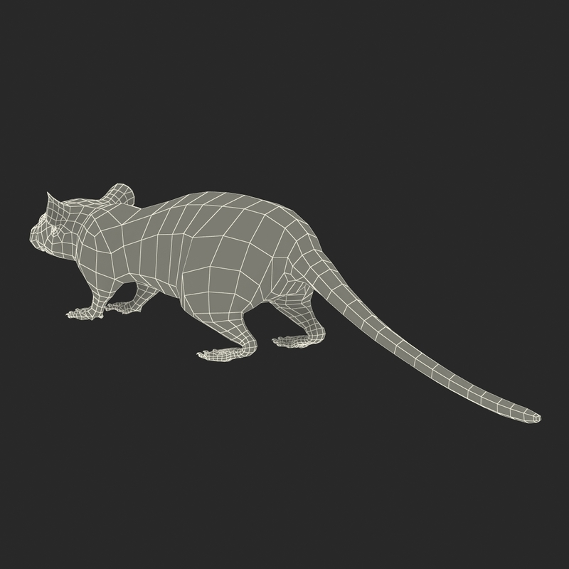 3d model of rat fur