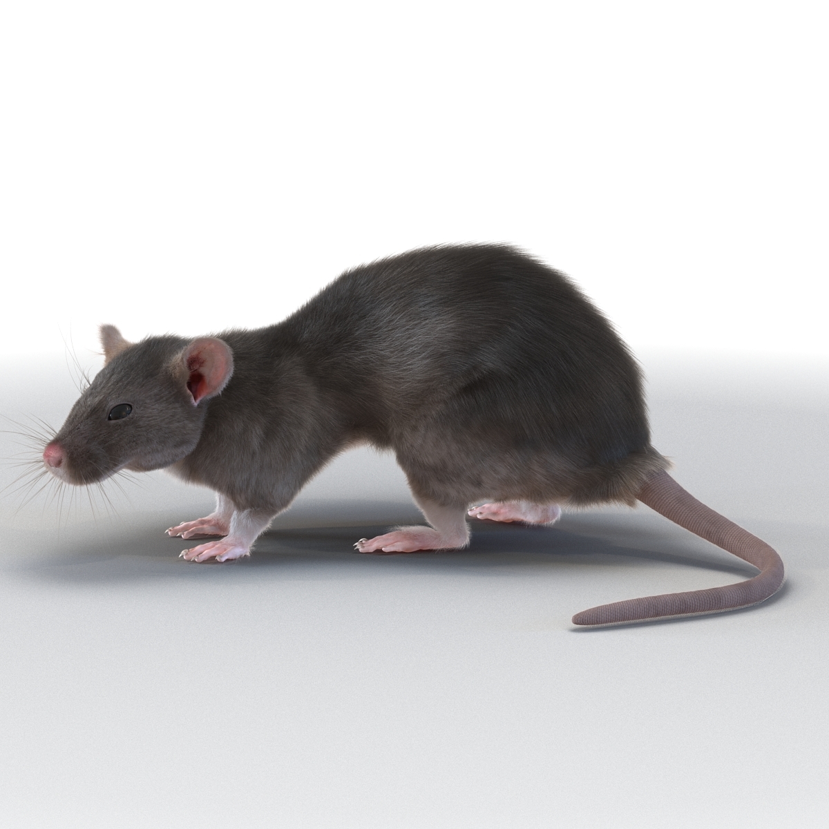 rat pose 5 3d model