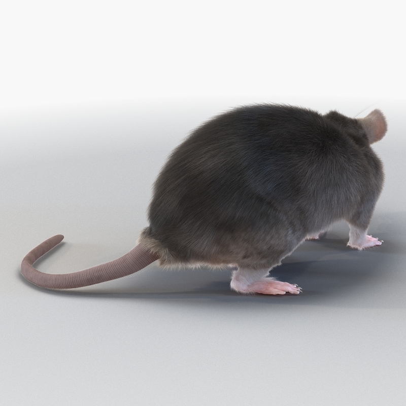 rat pose 5 3d model