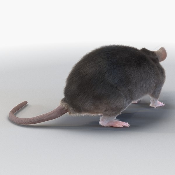 rat pose 5 3d model