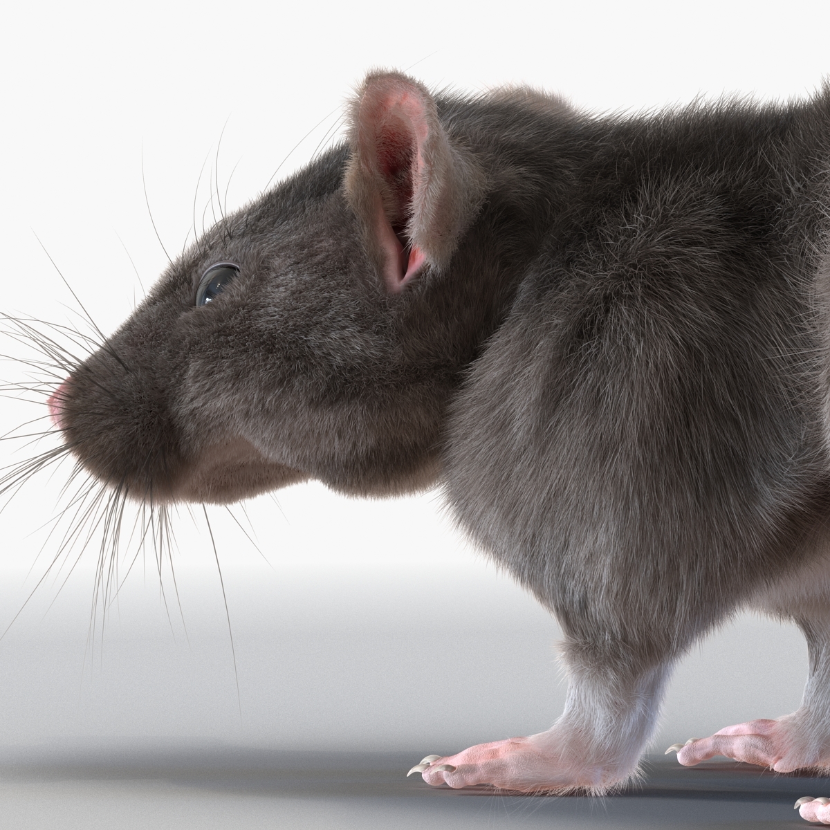 rat pose 5 3d model