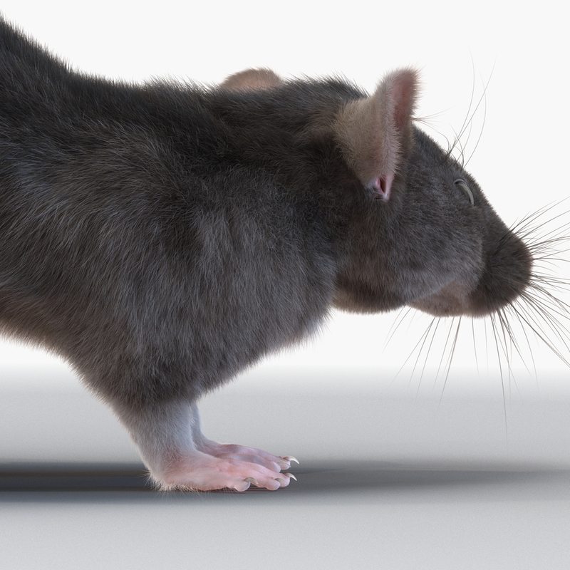 rat pose 5 3d model
