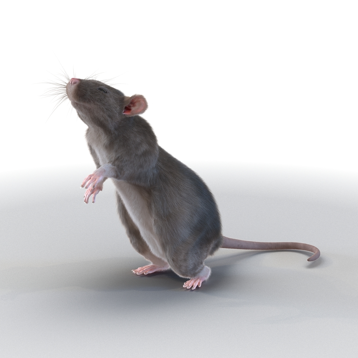 max rat pose 2