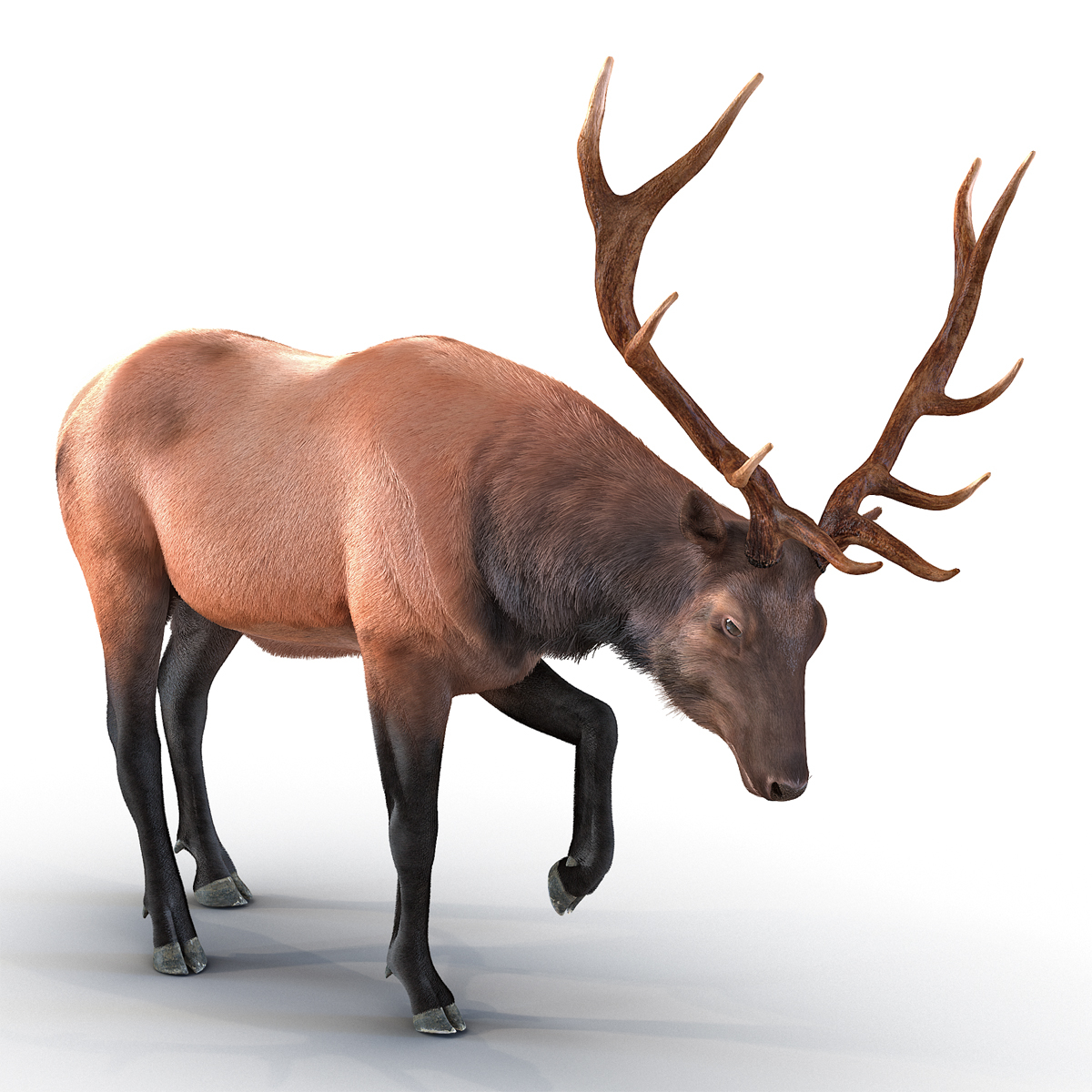 3ds max elk pose 4 fur