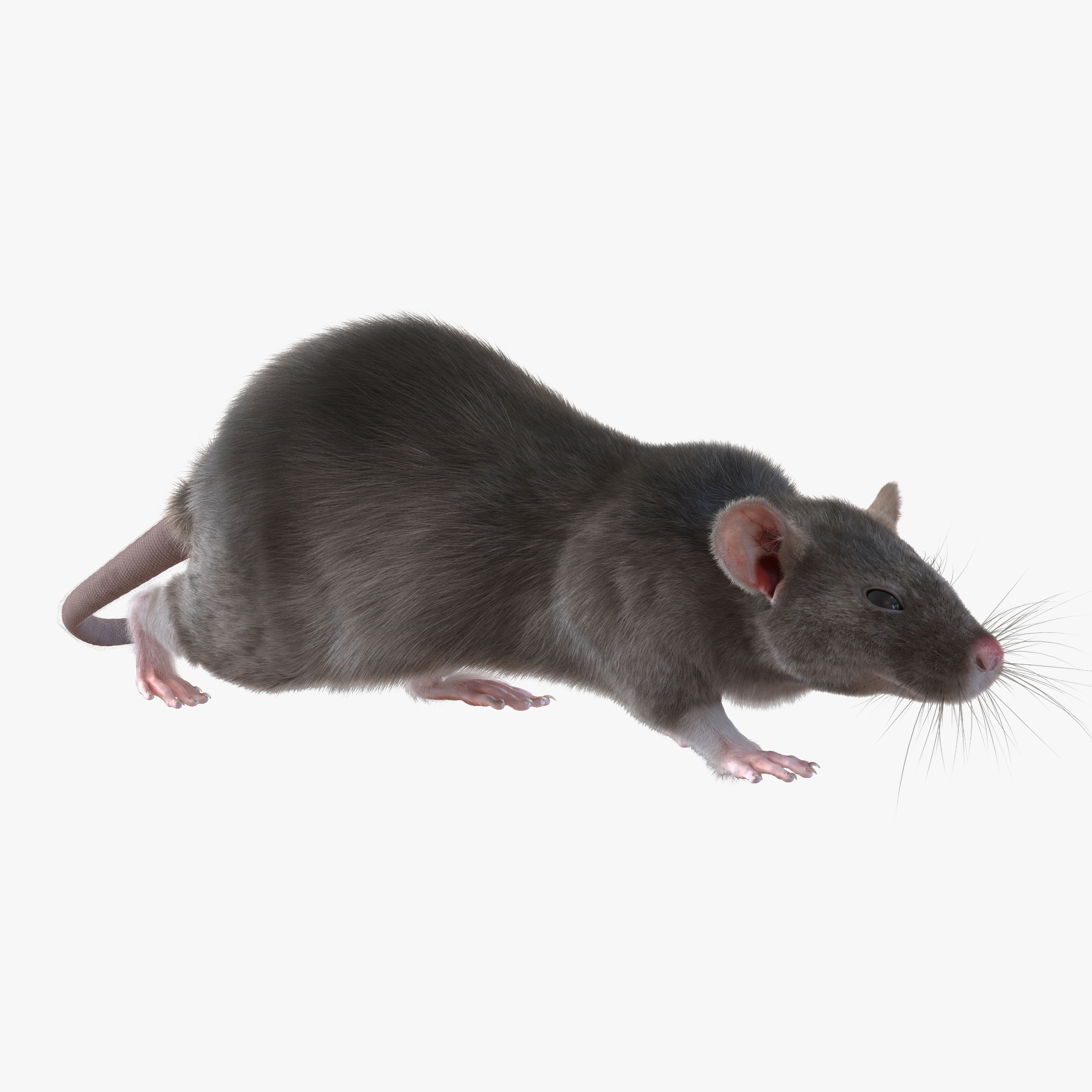 max rat pose 3