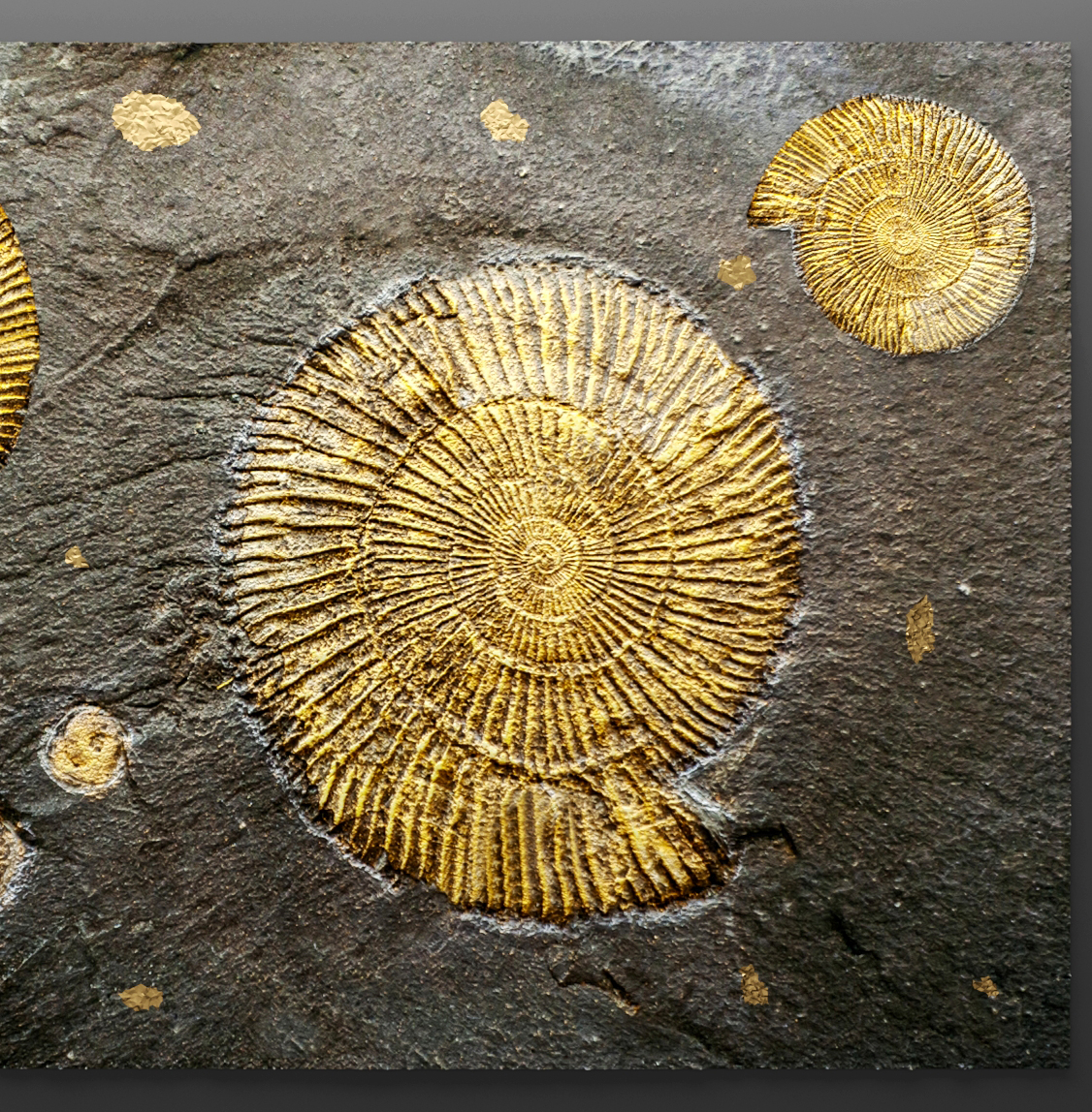 3d model panel ammonite