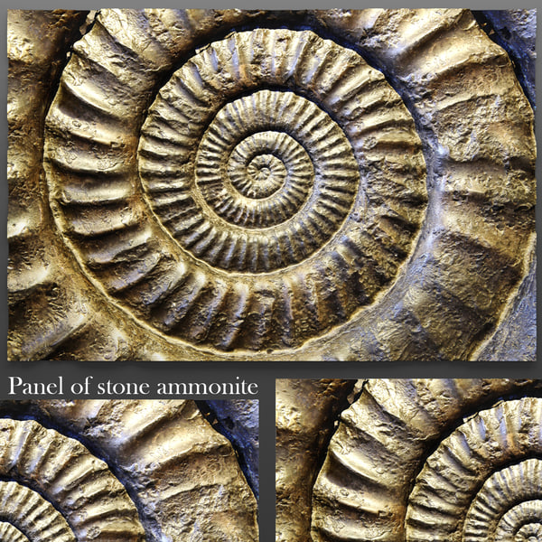 3d model panel ammonite