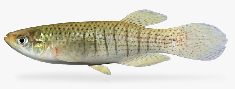 fbx fundulus dispar starhead topminnow