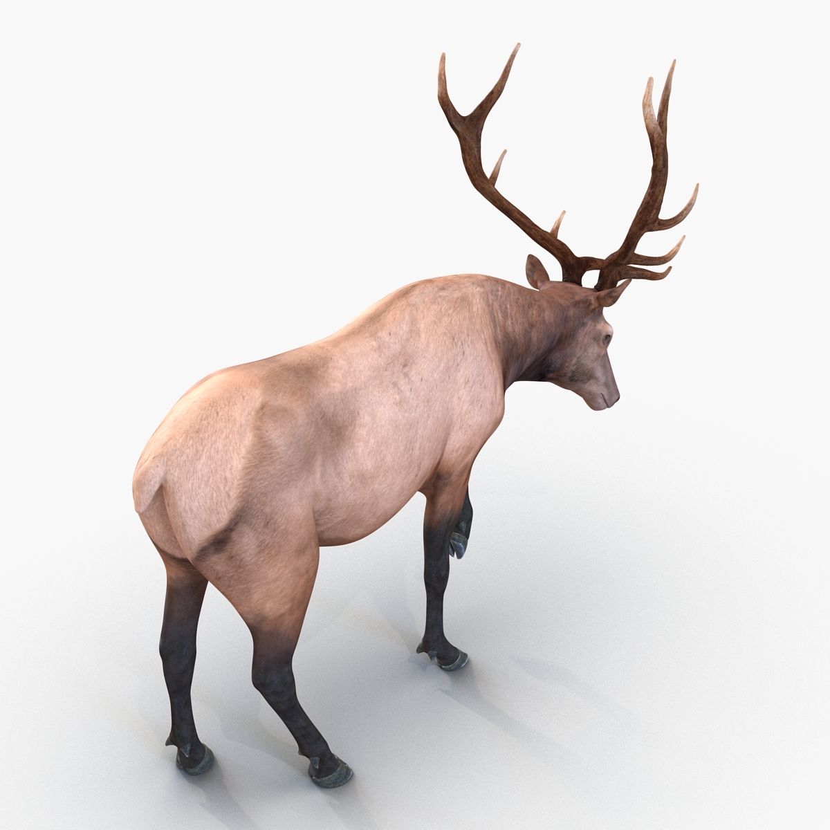 3d elk pose 4 model